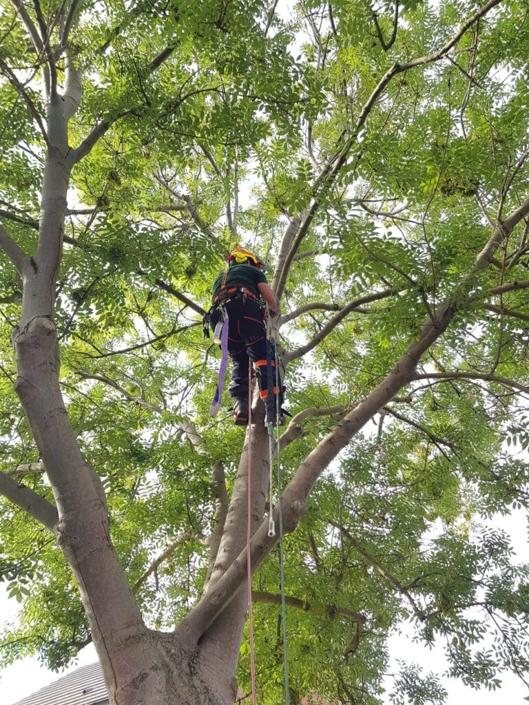 Expert Tree Services in Teesside | Arbor Works